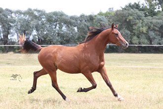 Productos, Nuestros caballos - Haras los Estribos | Cría de caballos ...